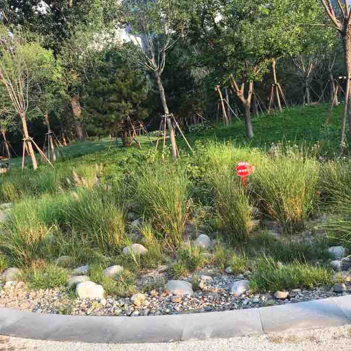 CBD City Forest (Qingfeng Park) Walk - Chaoyang District, Beijing ...