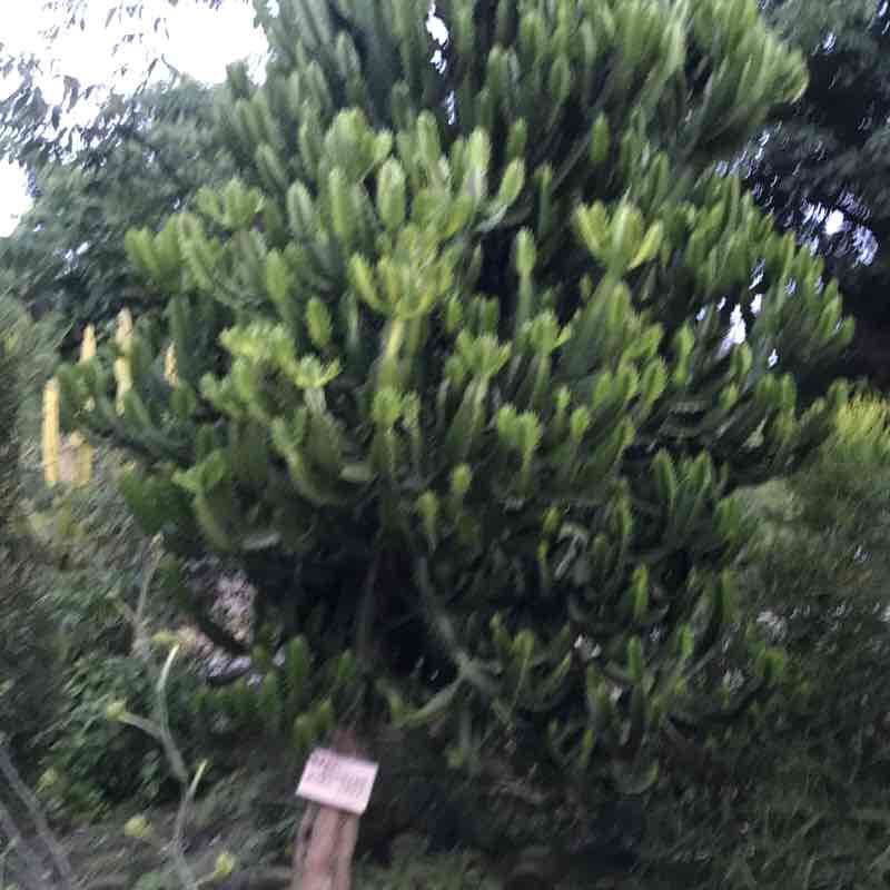 Dongping Mountain in Fu Jian Sheng | Walking Map